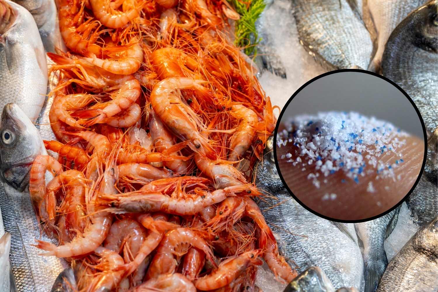 Microplastics in vis en zeevruchten: de lijst met de meest vervuilde ...