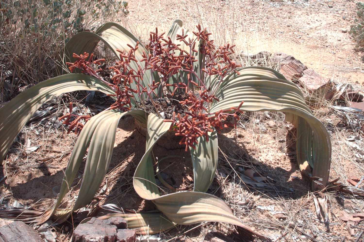 Welwitschia: deze plant groeit in de woestijn en sterft nooit (hij kan ...