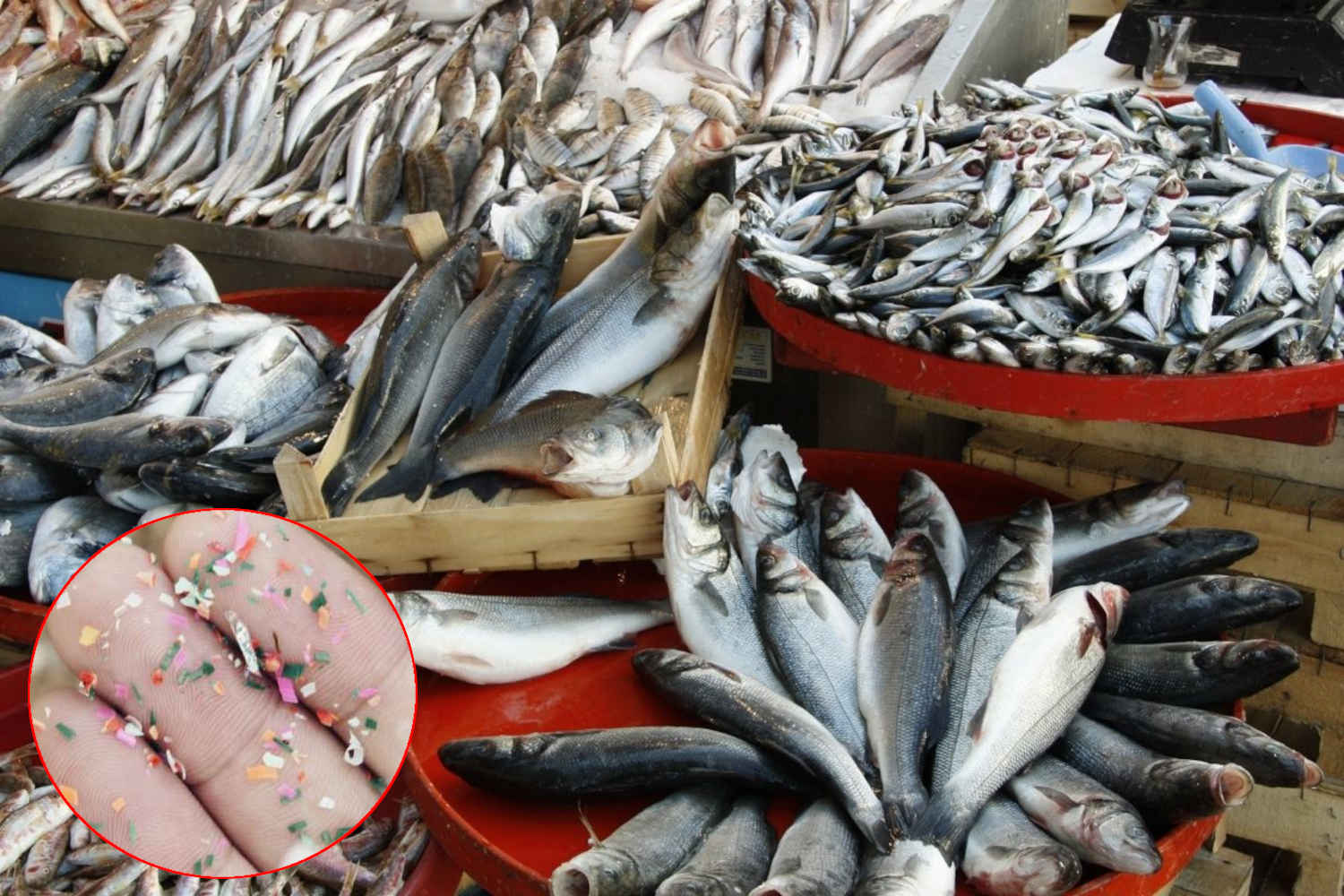 Als je vis eet, eet dan ook plastic: je kunt microplastisch vinden in ...