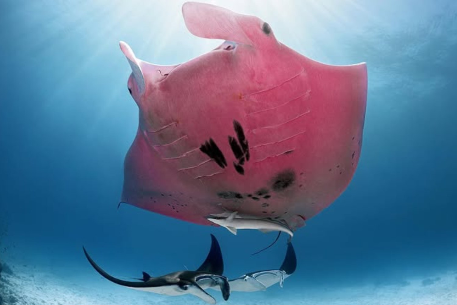 Kijk naar deze manta, het is het enige exemplaar in de roze wereld (en ...