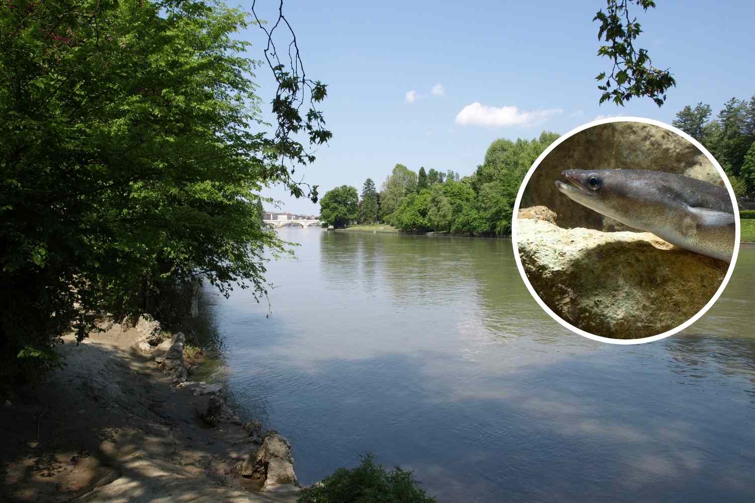 Ghost Rivers: 85% van zoetwaterfauna in Italië verdween (terwijl ...