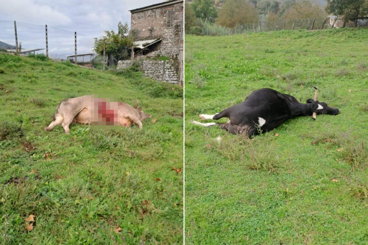 Slachting van vee en paarden in Lazio: dieren neergeschoten om ...