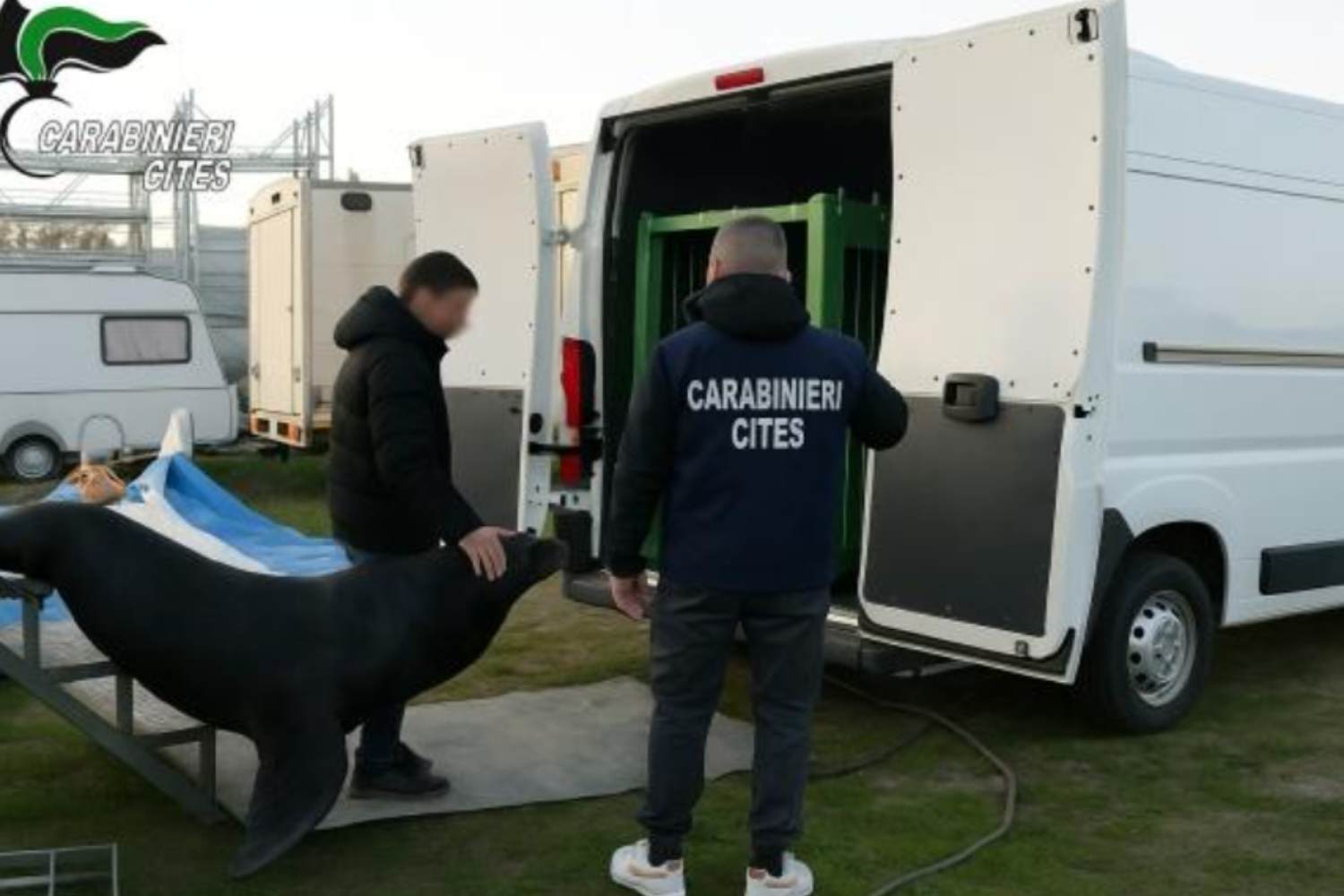 Zeeleeuw gered uit het circus: hij moest overleven in een container met ...