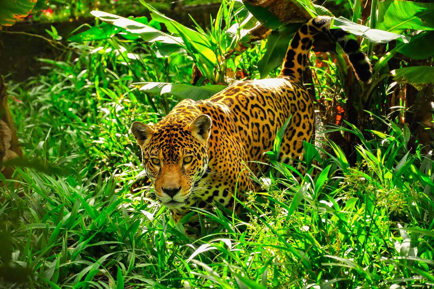 Amerika's machtigste roofdier, de jaguar, wordt met uitsterven bedreigd ...