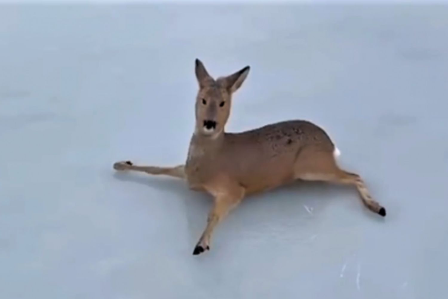 Ruim 300 reeën zitten nog steeds vast op een bevroren meer in Siberië ...