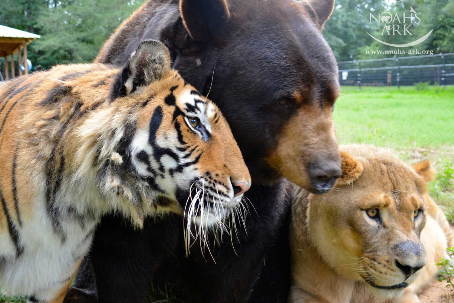 Een leeuw, een tijger en een beer die gevangen werden gehouden, werden ...
