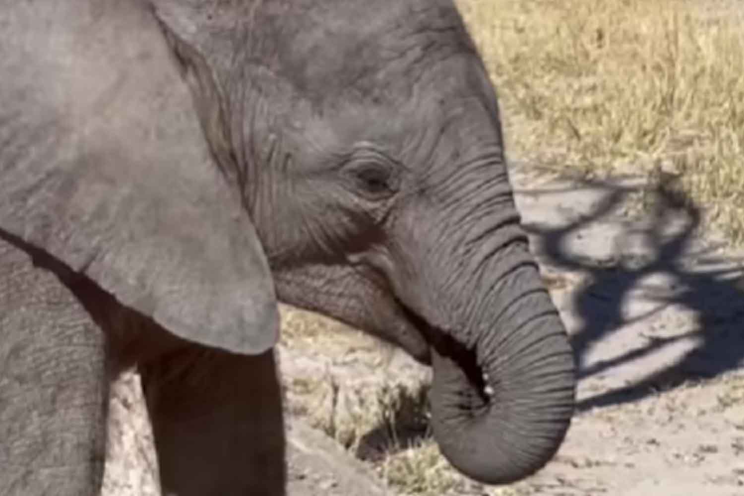 Babyolifanten zuigen op hun slurf om zichzelf te kalmeren, net zoals ...